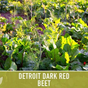 Detroit Dark Red Beet Seeds - Heirloom, Cold Hearty, Open Pollinated ...