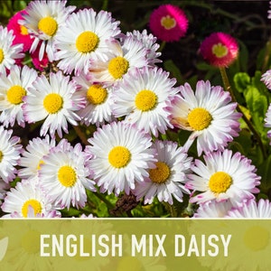 English Daisy Mix Flower Seeds - Heirloom, Cut Flowers, Early Blooms ...