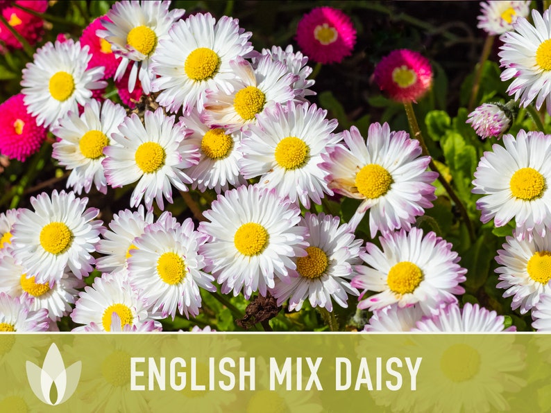 English Daisy Mix Flower Seeds Heirloom Cut Flowers Early - Etsy