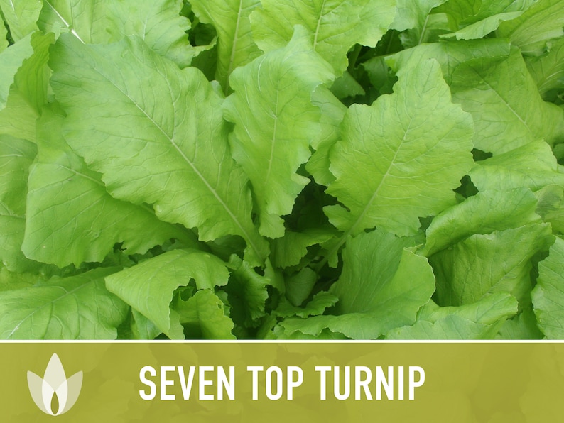 Seven Top Turnip Seeds Heirloom Seeds Turnip Greens Cool - Etsy