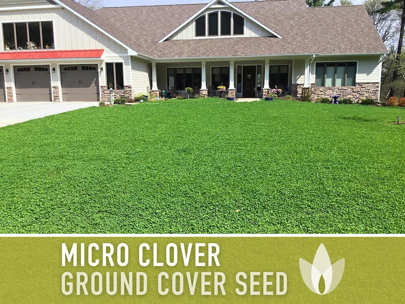 Micro Clover Seeds – 8 Ounces, Lawn Alternative, Drought Tolerant ...