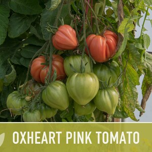 Oxheart Pink Tomato Seeds - Heirloom, Indeterminate, Heart Shaped ...