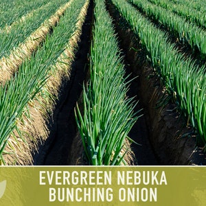 Evergreen Nebuka Bunching Onion Heirloom Seeds - Scallions, Green ...