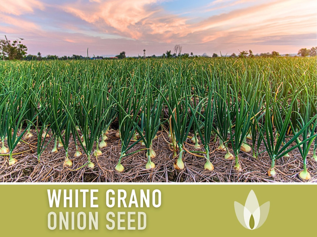 White Grano Onion Seeds - Heirloom Seeds, Sweet Onion, Short Day, Slow ...