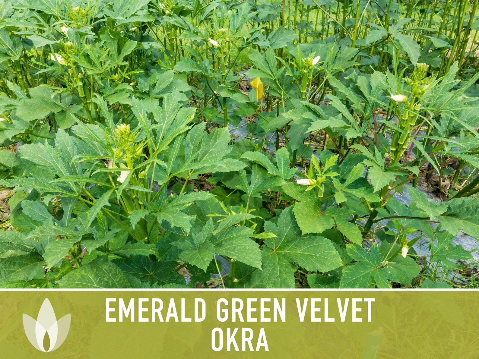 Emerald Green Velvet Okra Heirloom Seeds Non-gmo Open - Etsy