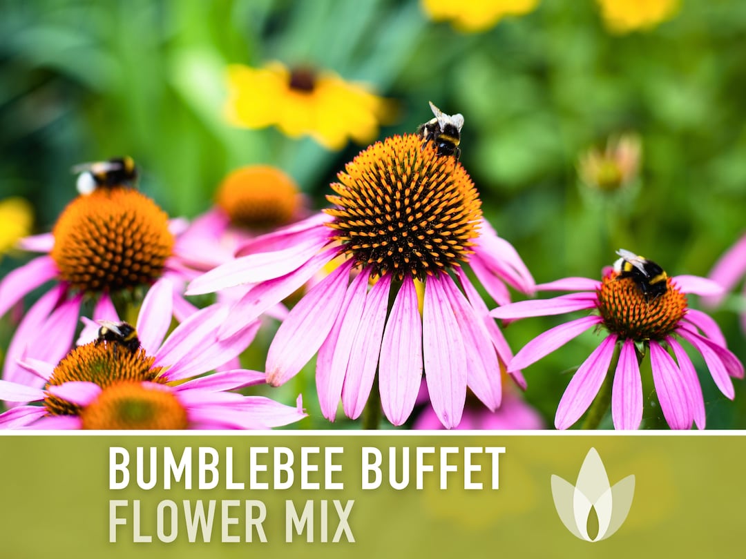 Bumblebee Buffet Flower Seed Mix - Heirloom Seeds, Wildflower Mix ...