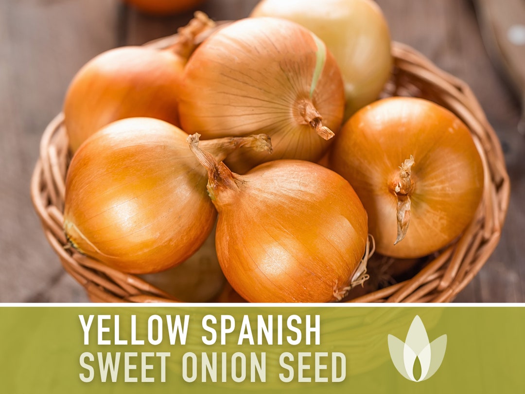 Yellow Sweet Spanish Onion Seeds - Heirloom, Organic, Non-gmo - Etsy