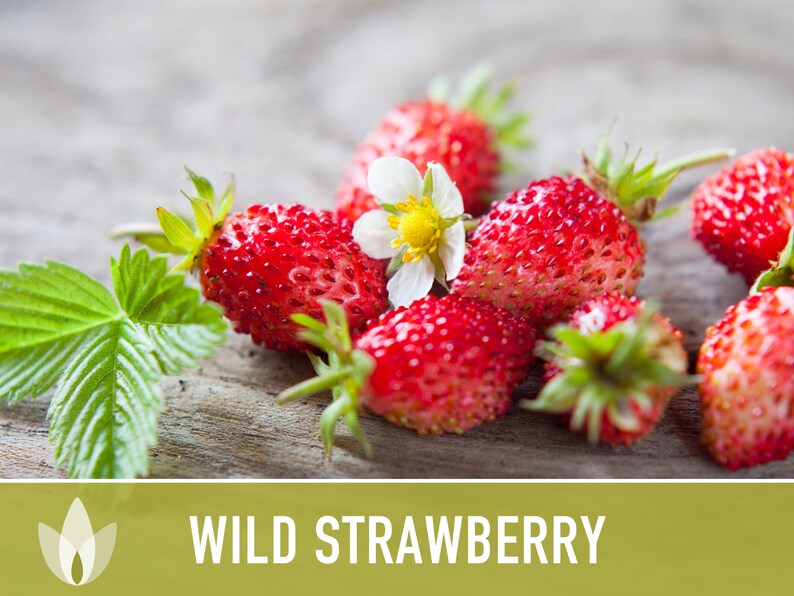 Wild Strawberry Seeds Heirloom Seeds Alpine Strawberry - Etsy