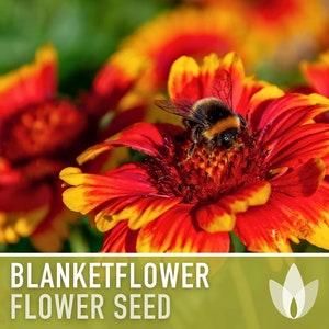Blanketflower Flower Seeds - Heirloom Seeds, Native Wildflower, Drought Tolerant, Pollinator ...