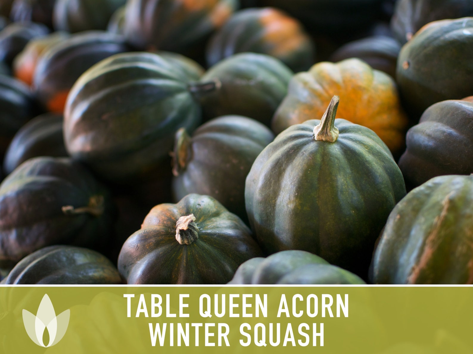 Table Queen Acorn Winter Squash Heirloom Seeds Short Season - Etsy