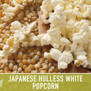 Japanese Hulless Popcorn Seeds - Heirloom Seeds, Heirloom Corn, Hulless ...