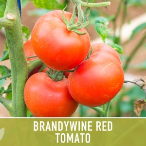 Brandywine Red Tomato Heirloom Seeds - Jumbo, Indeterminate, Red Flesh ...