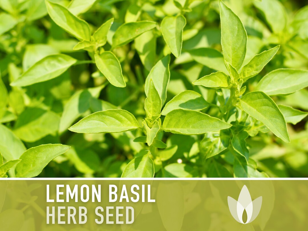 Lemon Basil Heirloom Herb Seeds - Non-gmo, Open Pollinated, Culinary ...