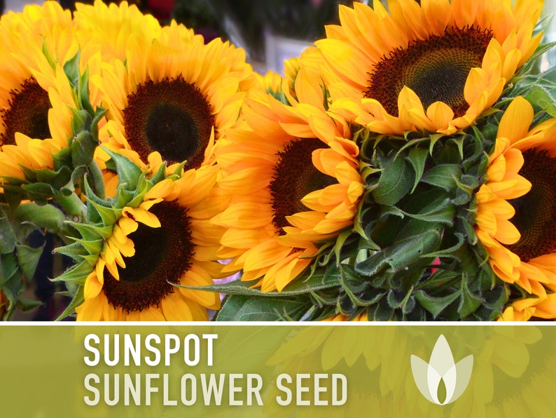 Sunspot Sunflower Seeds – Dwarf Heirloom, Kids Garden, Bouquet Flowers ...