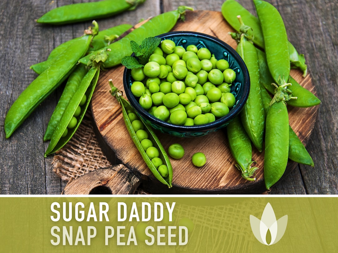 Sugar Daddy Snap Pea Seeds - Heirloom Seeds, Stringless, Semi-dwarf ...