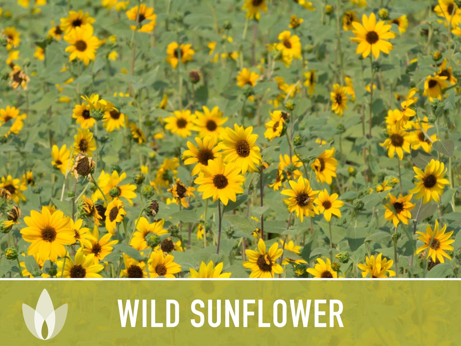 Wild Sunflower Seeds - Heirloom Seeds, Native Wildflower, Helianthus ...