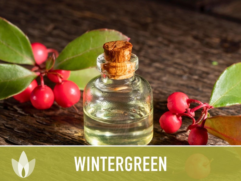 Wintergreen Seeds - Heirloom Seeds, Eastern Teaberry, Medicinal ...