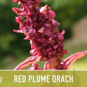 Red Plume Orach Seeds - Heirloom Seeds, Mountain Spinach, French ...