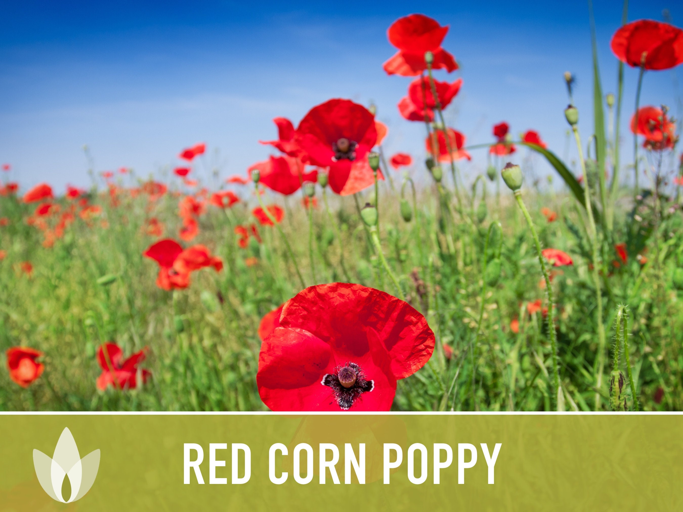 Red Corn Poppy