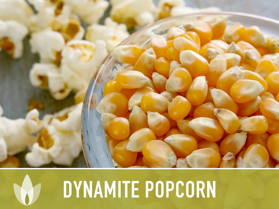 Dynamite south American Yellow Popcorn Seeds Heirloom - Etsy