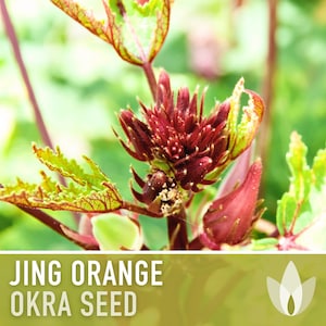 Jing Orange Okra Seeds - Heirloom Seeds, Asian Seeds, Chinese Okra ...