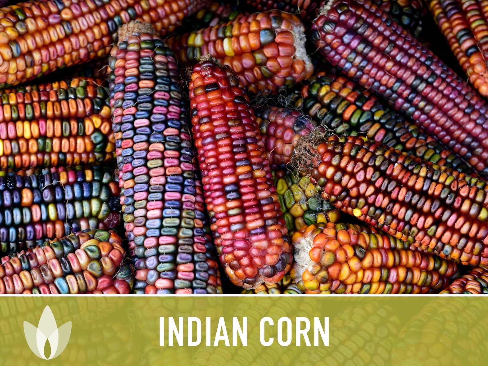 Indian Corn Heirloom Seeds Ornamental Corn Heirloom Corn - Etsy