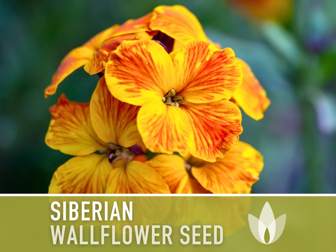 Siberian Wallflower Seeds - 250 Heirloom Seeds, Glowing Orange Flowers ...