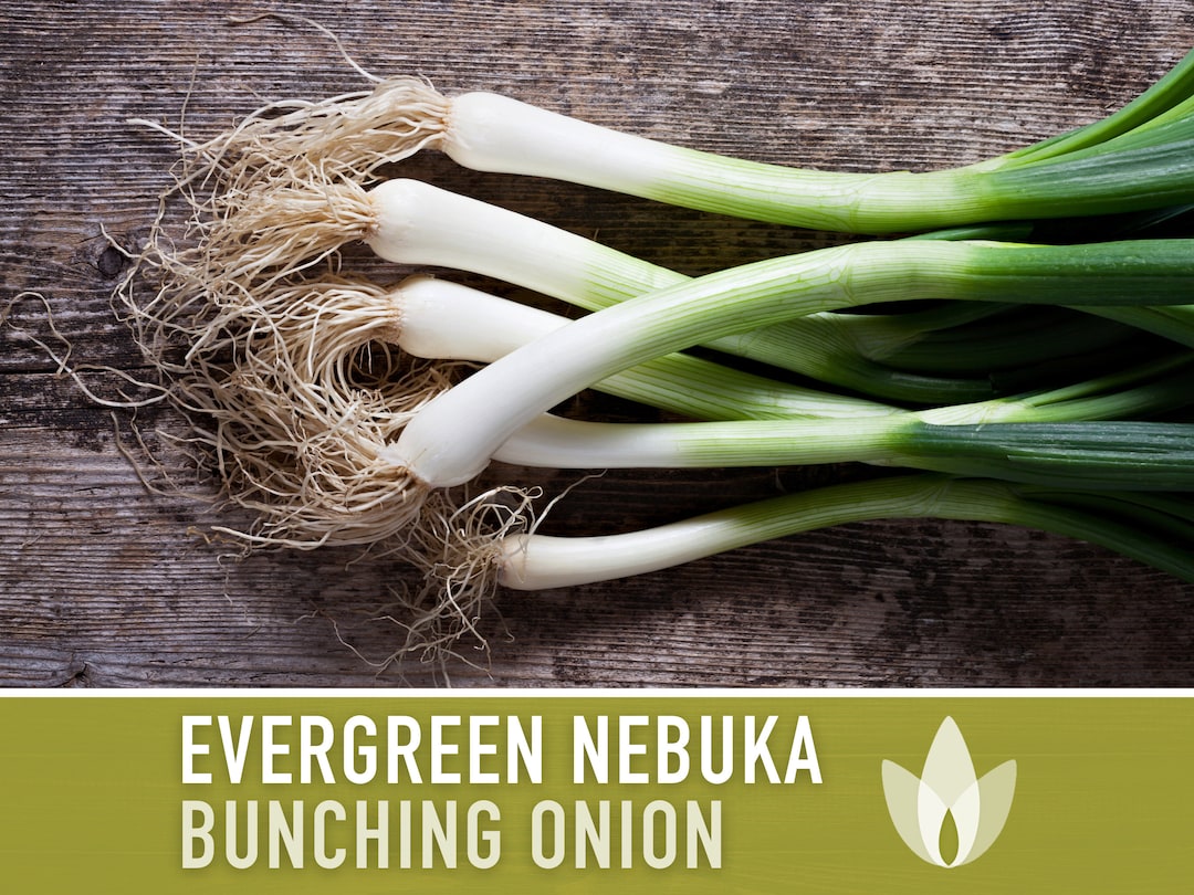 Evergreen Nebuka Bunching Onion Heirloom Seeds - Scallions, Green ...