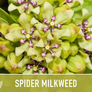 Spider Milkweed Seeds – Asclepias Viridis, Monarch Butterfly Habitat - Etsy