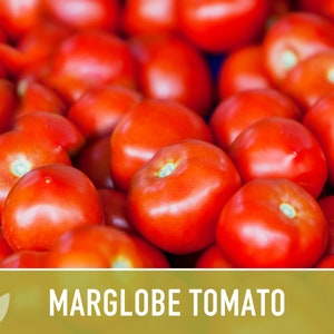Marglobe Tomato Heirloom Seeds - Etsy