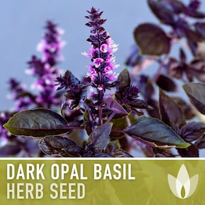 Dark Purple Opal Basil Heirloom Seeds - Culinary Herb, Non-gmo, Open ...
