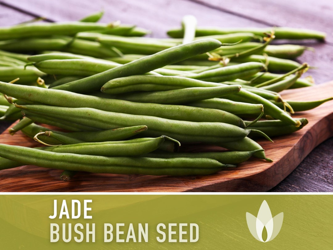 Jade Bush Bean Seeds - Heirloom, Stringless, Open Pollinated, Untreated ...