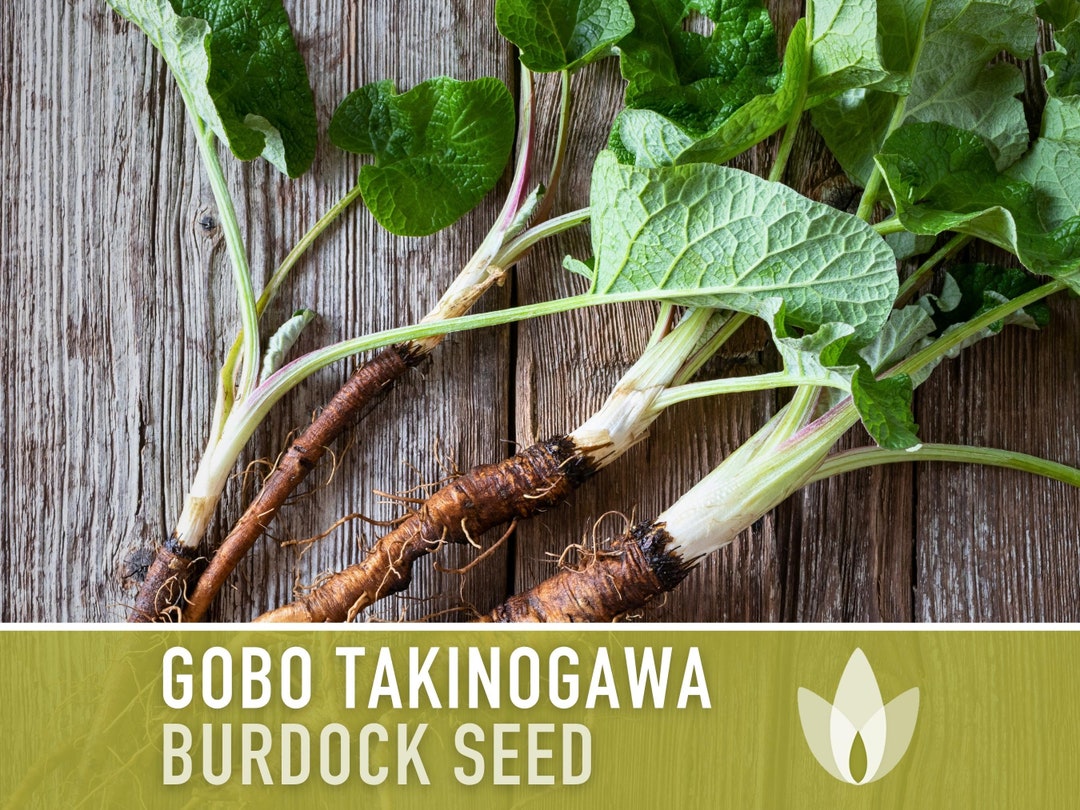 Gobo Takinogawa Burdock Seeds - Heirloom Seeds, Medicinal Herb ...