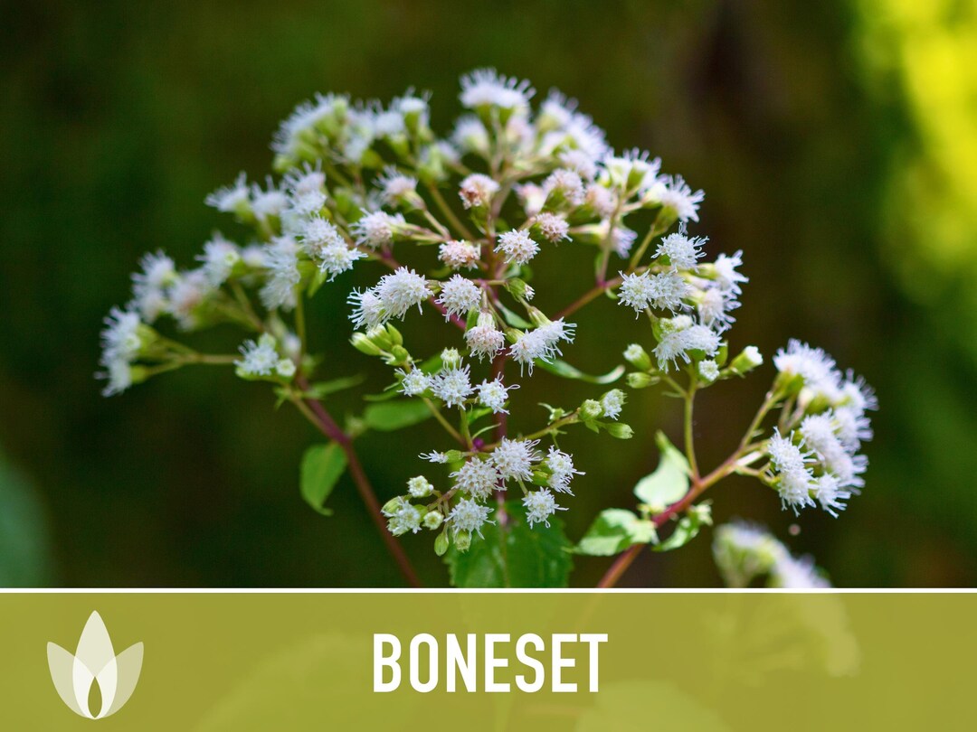 Boneset Seeds Heirloom Seeds Medicinal Herb Snow White - Etsy
