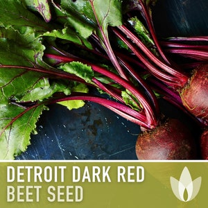 Detroit Dark Red Beet Seeds - Heirloom, Cold Hearty, Open Pollinated ...
