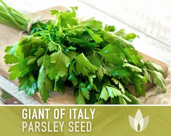 Giant of Italy Parsley Herb Premium Seed Packet - Etsy
