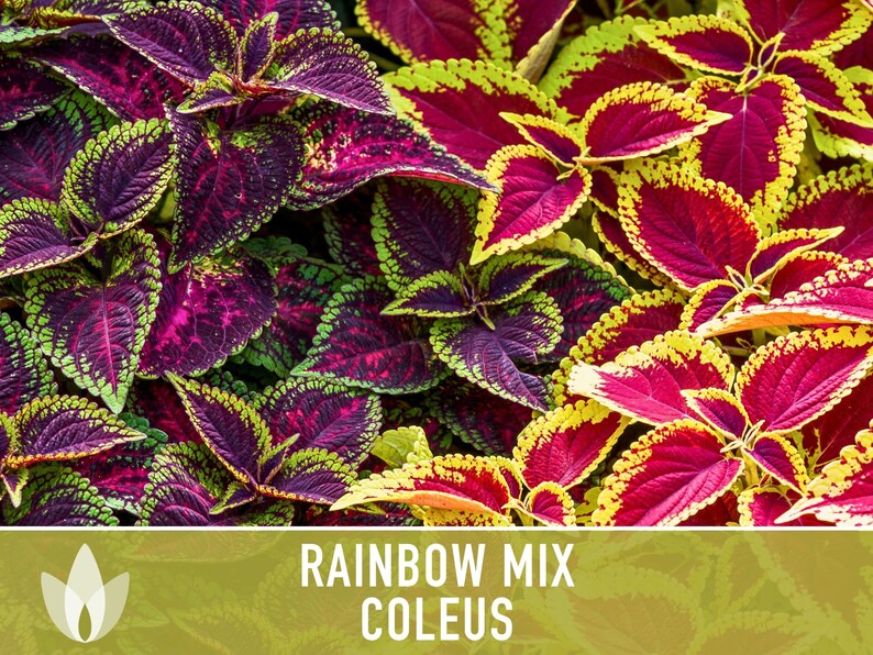 Rainbow Coleus Seeds, Brightest Mix, Shade Garden, 100 Seeds - Etsy