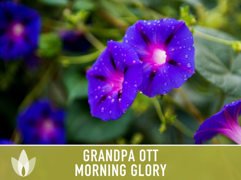 Morning Glory Grandpa Ott Flower Seeds Heirloom Seeds - Etsy
