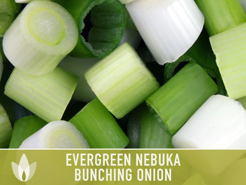 Evergreen Nebuka Bunching Onion Heirloom Seeds Scallions - Etsy