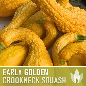 Early Golden Crookneck Summer Squash Heirloom Seeds - Prolific, Buttery ...