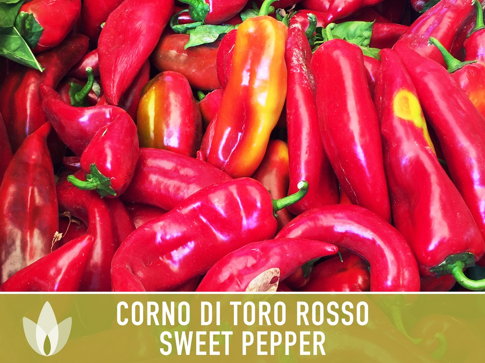 Corno Di Toro Rosso Sweet Pepper Heirloom Seeds - Etsy