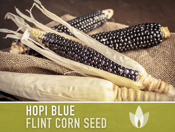 Hopi Turquoise Corn Seeds