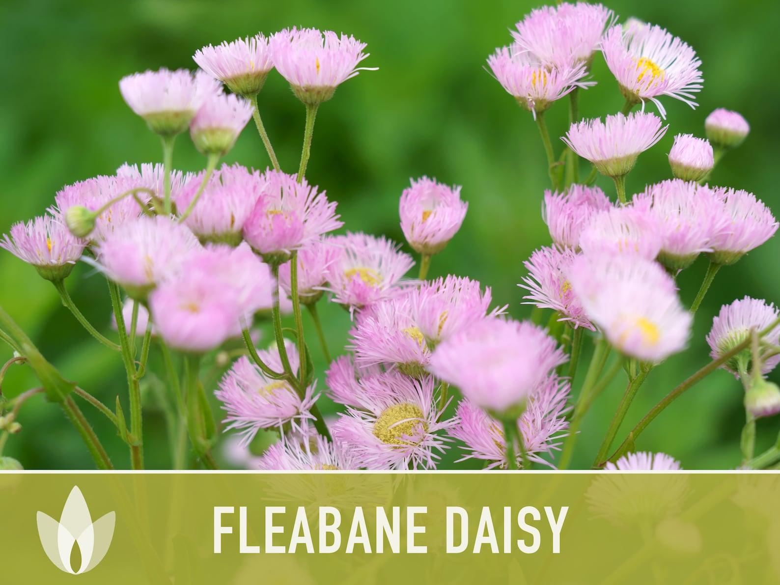 Fleabane Daisy Flower Seeds - Lavender Violet, Perennial Heirloom - Etsy