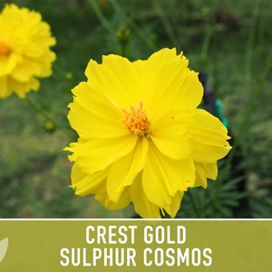 Sulphur Cosmos, Crest Gold Flower Seeds - Heirloom Seeds, Yellow & Gold ...