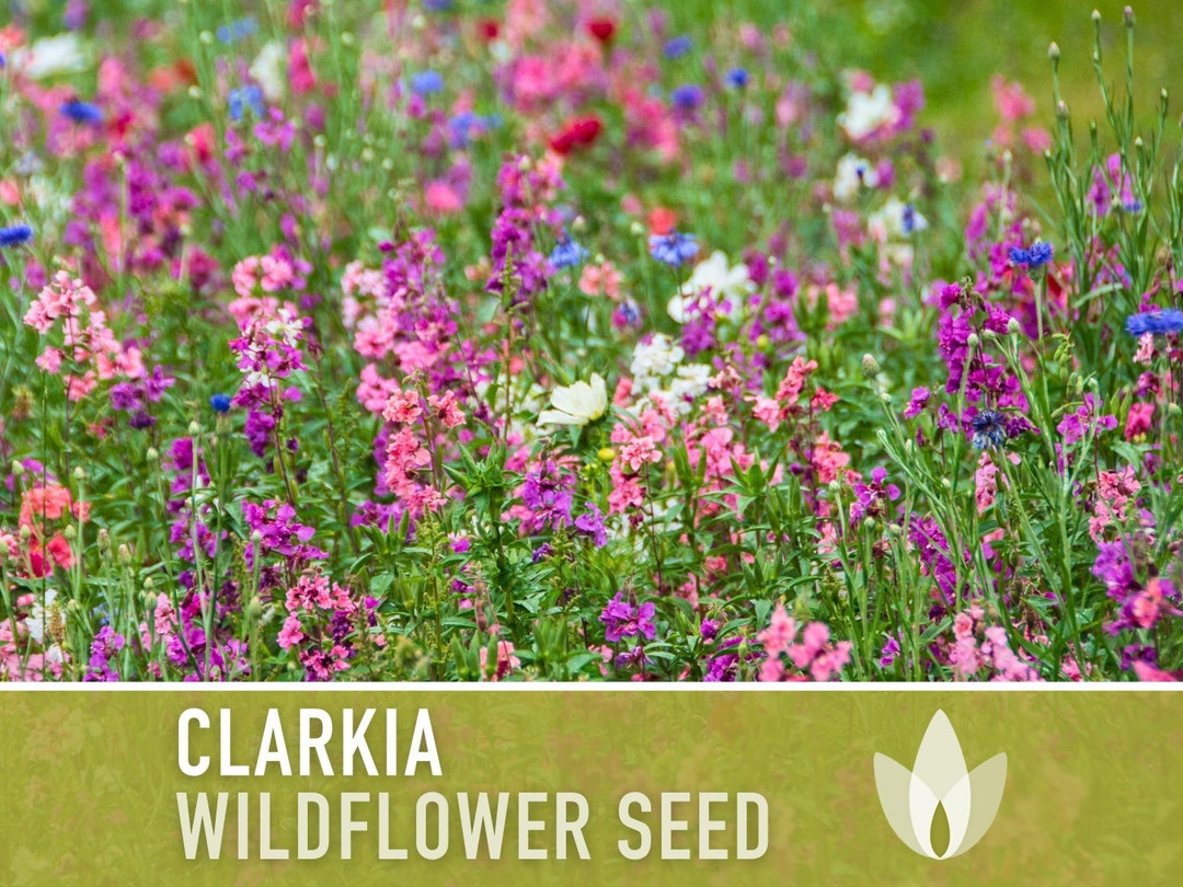 Clarkia Flower Seeds – California Native Wildflower, Mountain Garland ...
