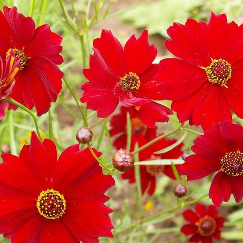 Dwarf Red Plains Coreopsis Flower Seeds Heirloom Native - Etsy