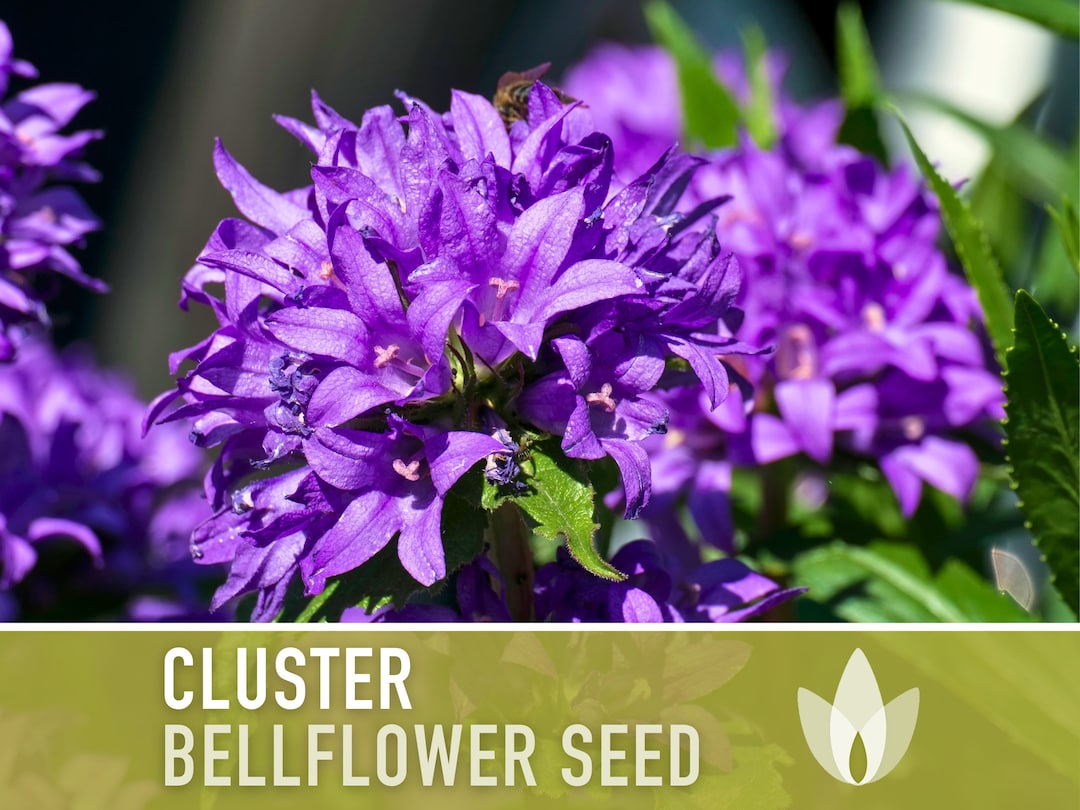 Cluster Bellflower Flower Seeds - Heirloom Seeds, Dwarf Bellflower ...