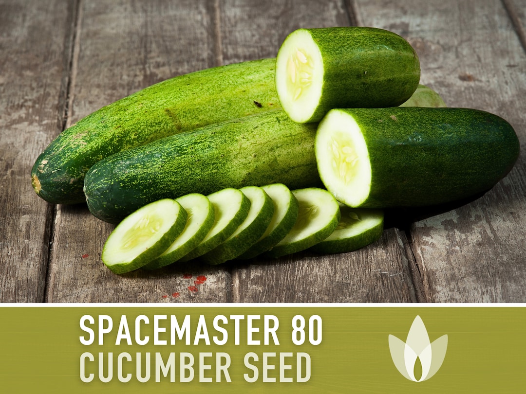 Spacemaster 80 Bush Cucumber Seeds - Heirloom Seeds, Disease Resistant ...