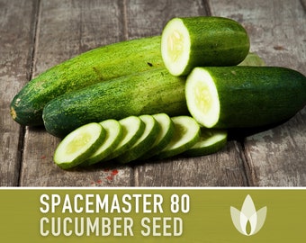 Cucumbers Spacemaster 80 Bush 25 Seeds Heirloom No GMO - Etsy