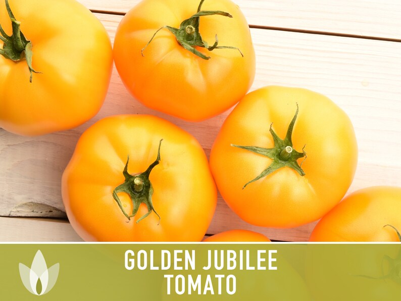Golden Jubilee Tomato Seeds - Low Acid, Orange Heirloom - Etsy